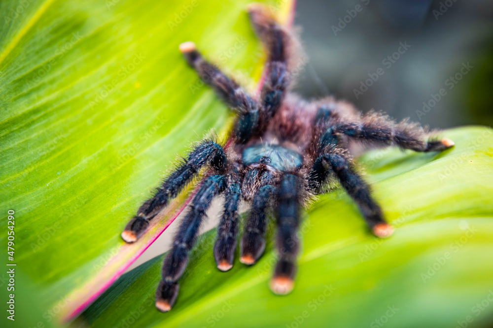 Cute pink-toed tarantula spider close up in the jungle Stock Photo ...