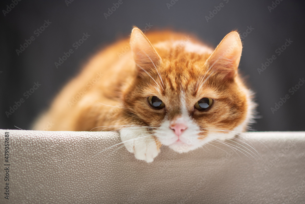 Beautiful purebred domestic cat photographed in a home studio. Stock ...