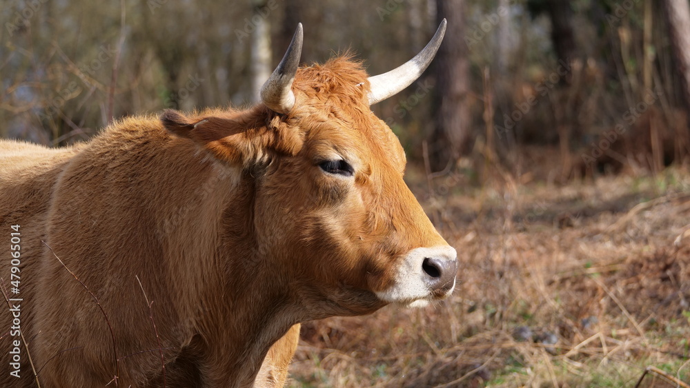 Detalle de la cabeza y cuernos de una vaca marrón de raza asturiana de ...