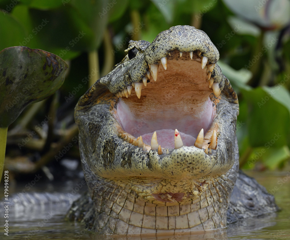 Caiman with open mouth in the water. The yacare caiman (Caiman yacare ...