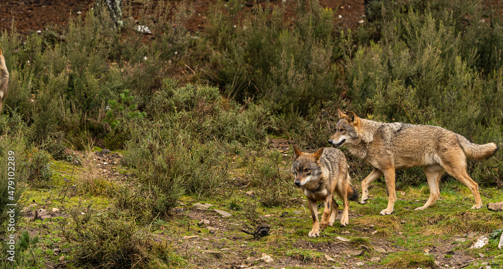 Two Iberian wolves that are part of a bigger wolfpack walking in the ...