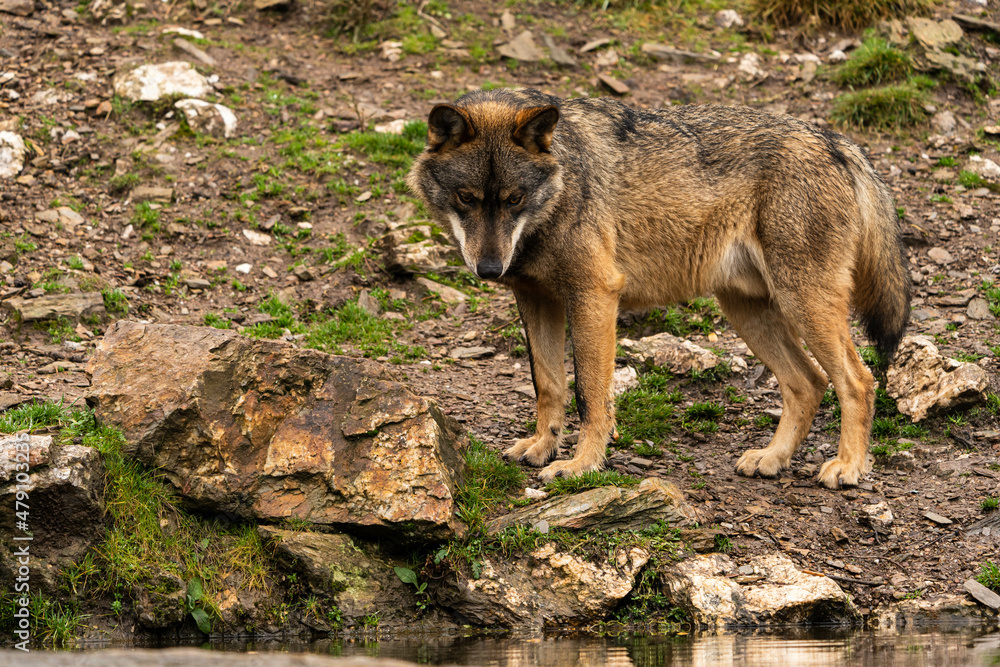 Close-up photo of an Iberian wolf drinking water from an artificial ...