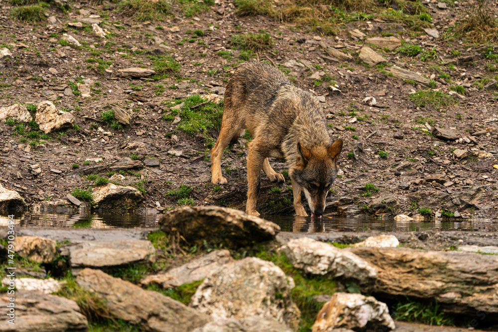 Close-up photo of an Iberian wolf drinking water from an artificial ...