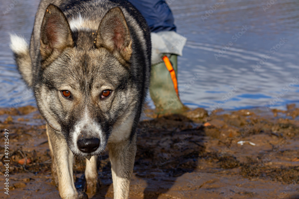 Are Huskies Hunting Dogs