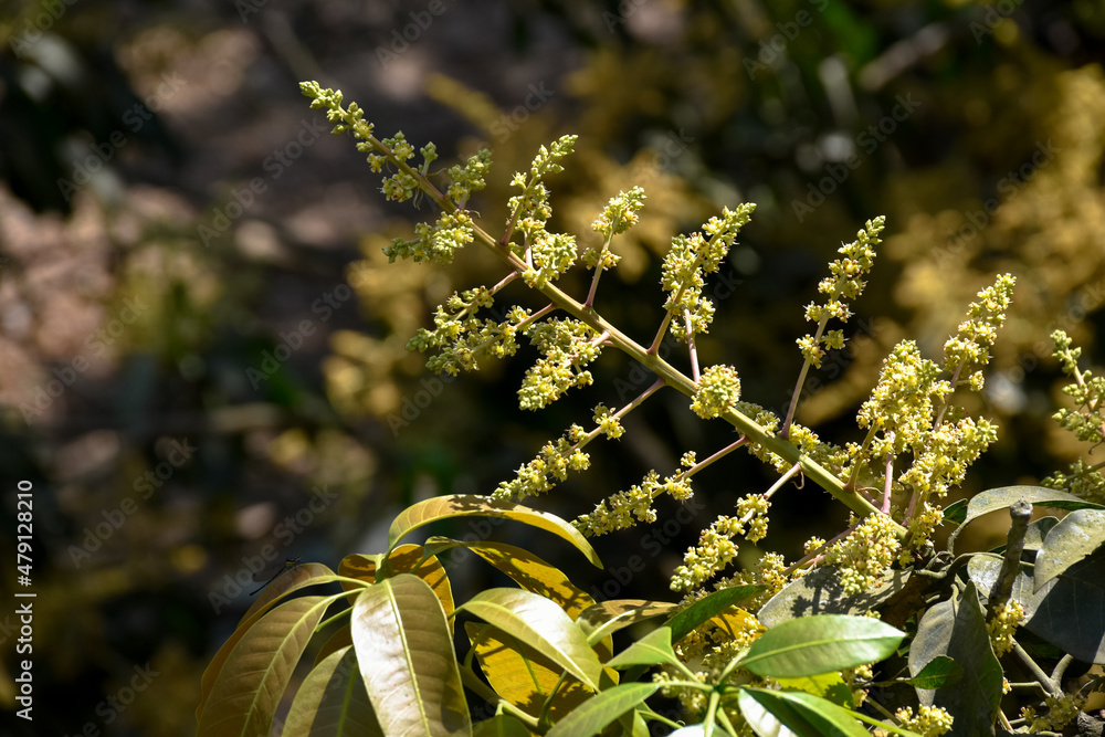 Mango flower on a tree. A branch of inflorescence mango flowers in ...