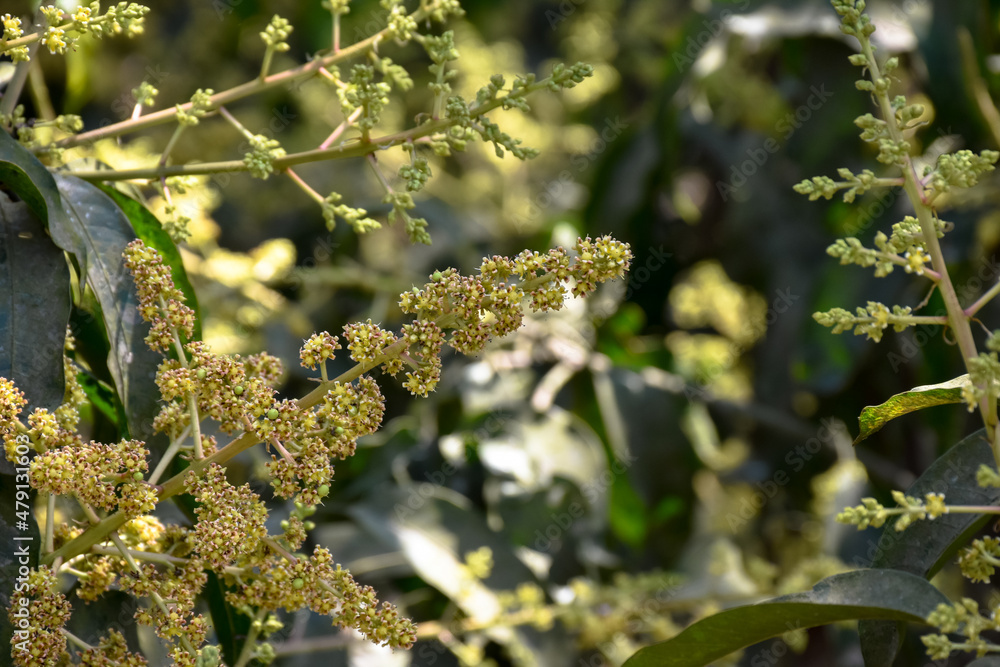 Mango flower on a tree. A branch of inflorescence mango flowers in ...