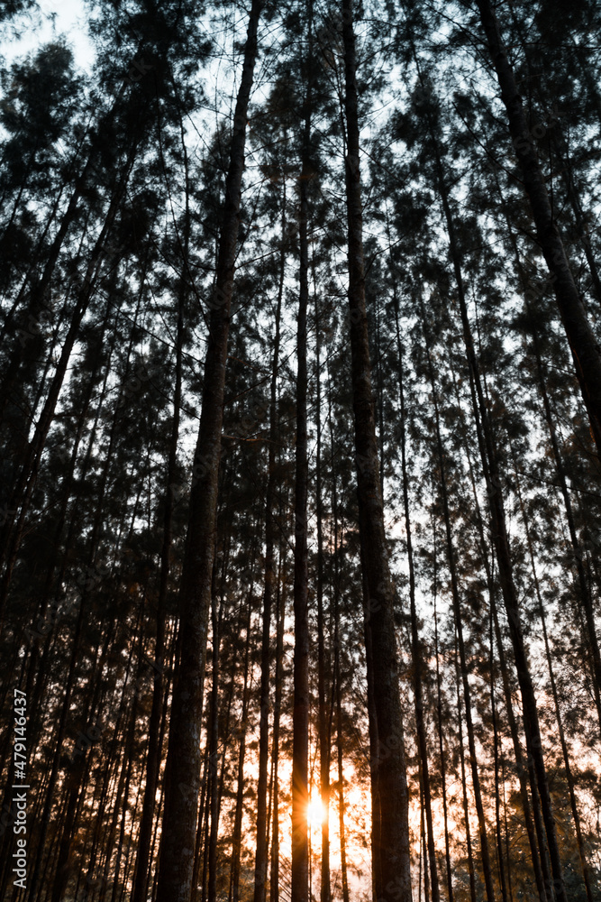 Tall Pine Trees In Forest During Sunset. silhouette pine trees with ...