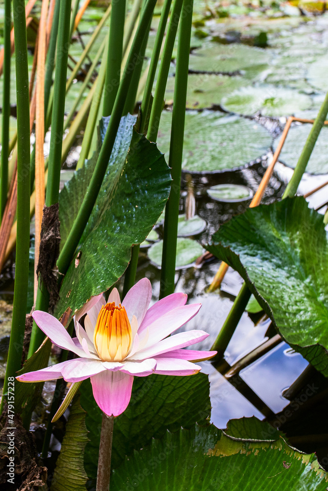Lotus flower growing in naturel pond, also known as Indian lotus or ...