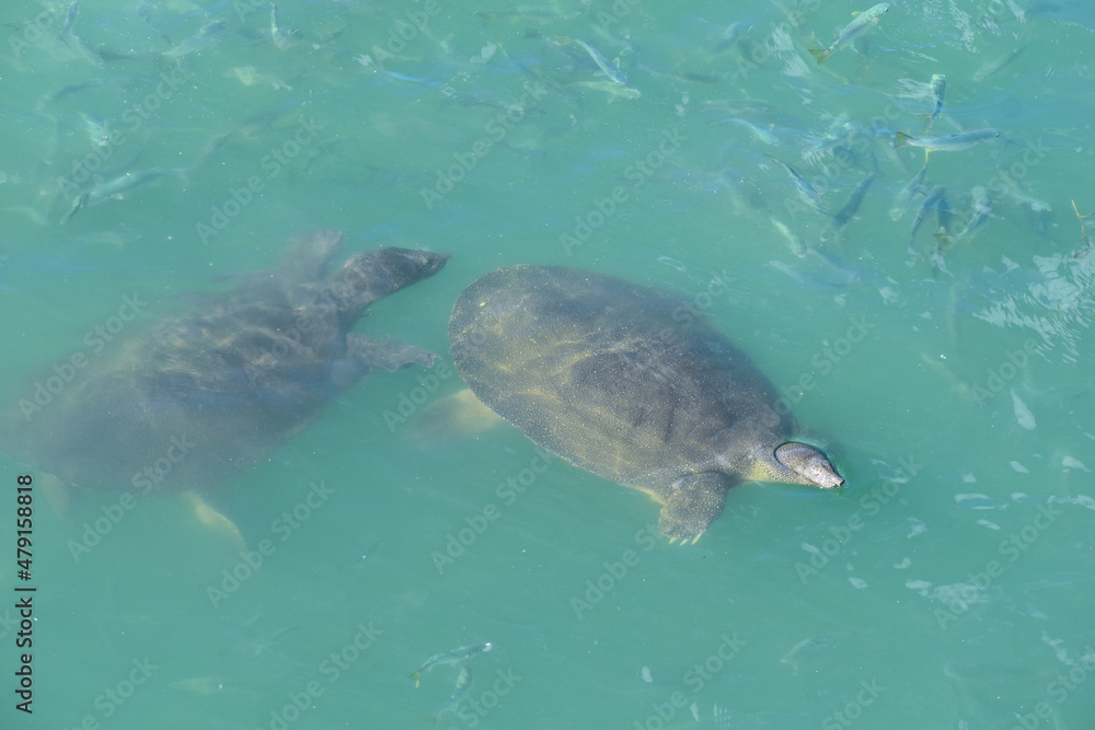 large sea turtles in troubled waters. sea animals turtles in sea foto ...