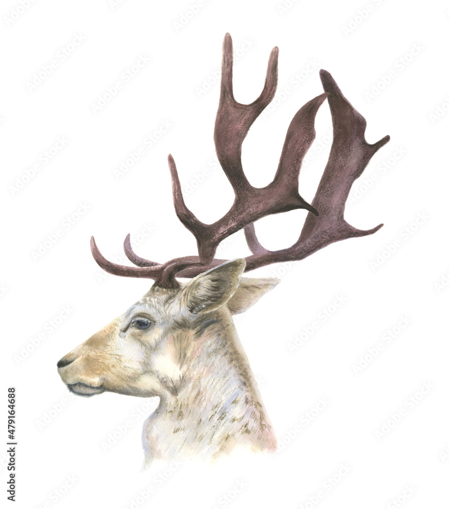 Watercolor drawing beautiful head of deer in side view Stock ...