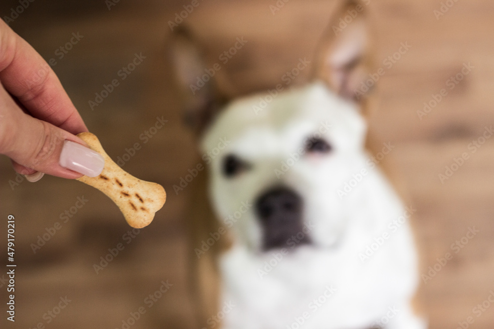 Pet owner feeding his dog in the living room. Dog receiving a treat ...