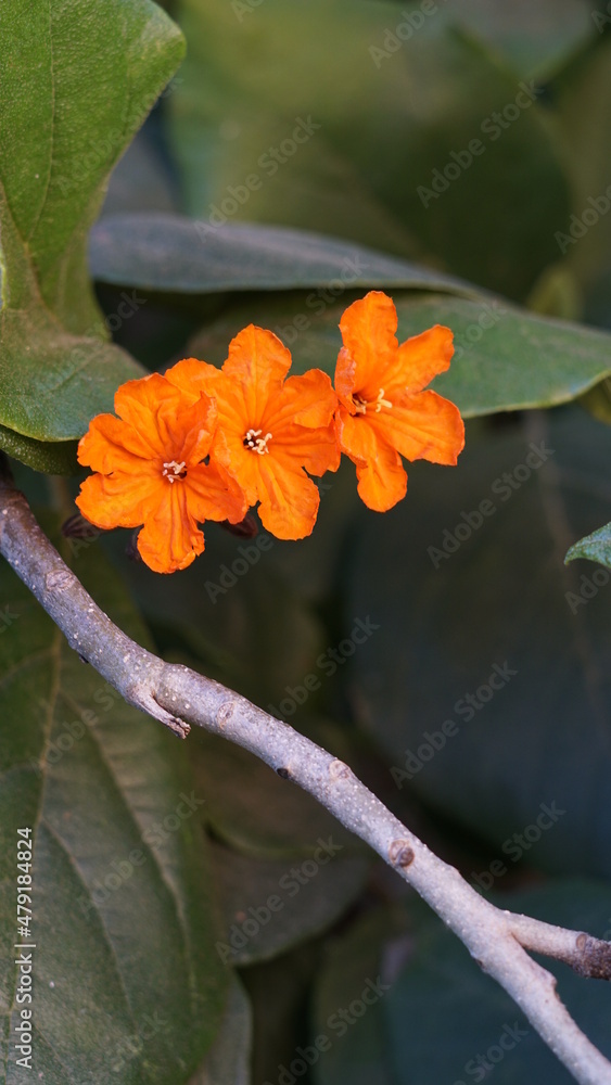 Foto de Beautiful close up of Cordia sebestena flower also known as ...