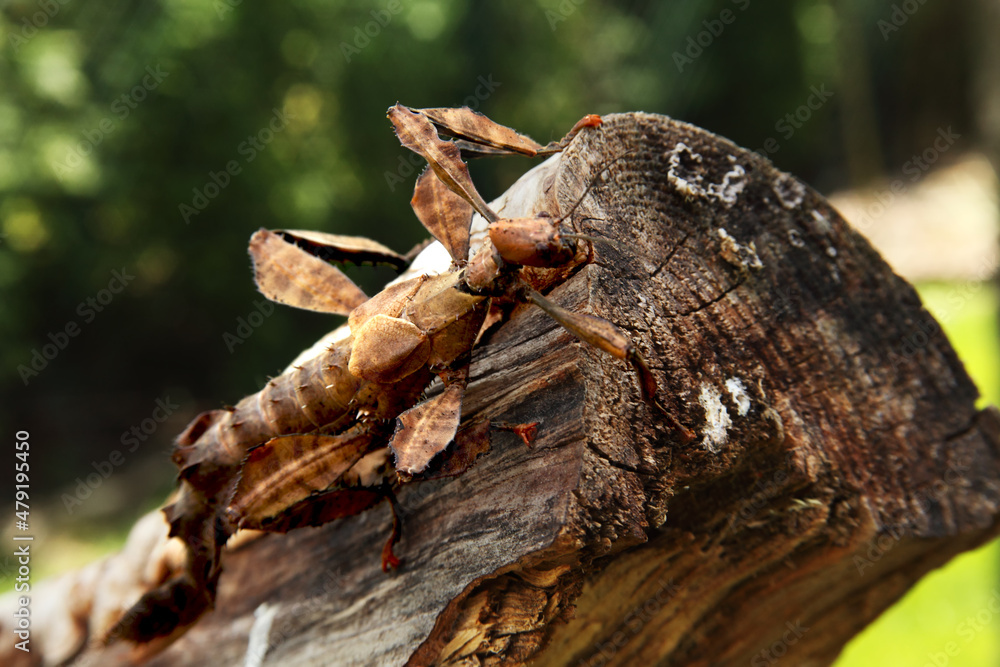 Extatosoma tiaratum, commonly known as the spiny leaf insect, the giant ...