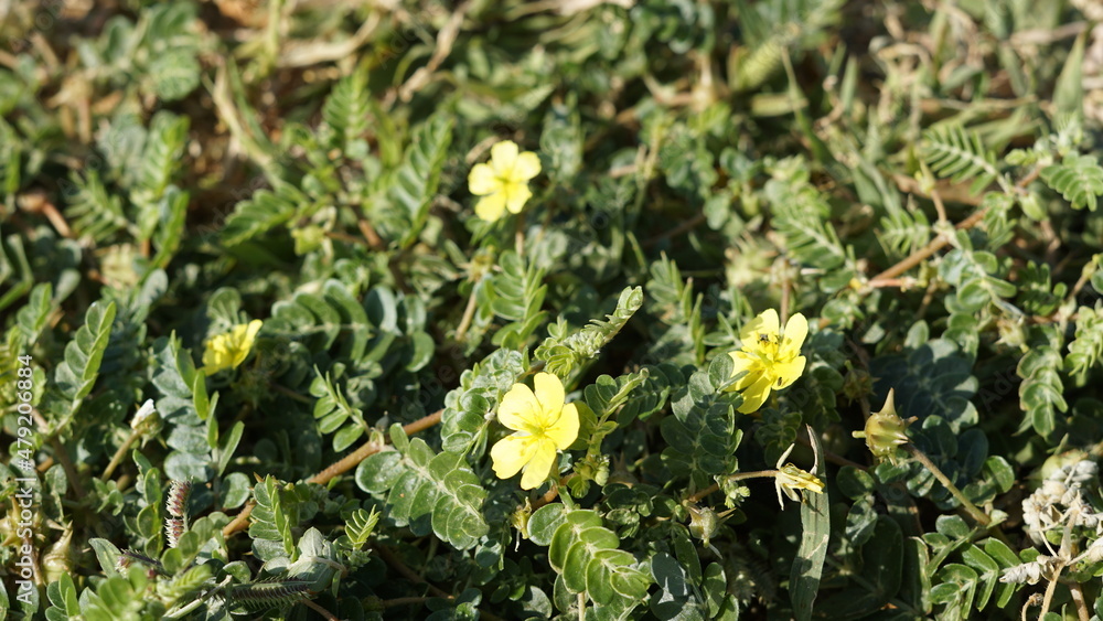 Tribulus terrestris also known as Caltrop, Tribulus, Catshead, Common ...