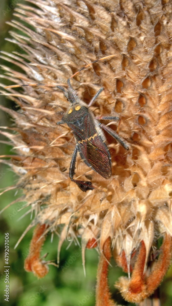 Leaf-footed bug on a dry seed pod in Cotacachi, Ecuador foto de Stock ...