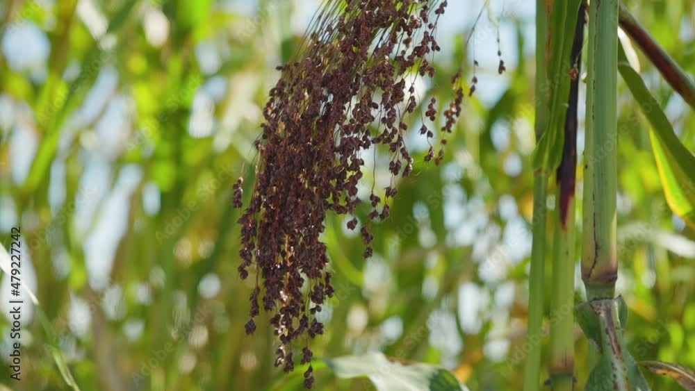 Growing proso millet in agriculture. Plant of Panicum Miliaceum ...