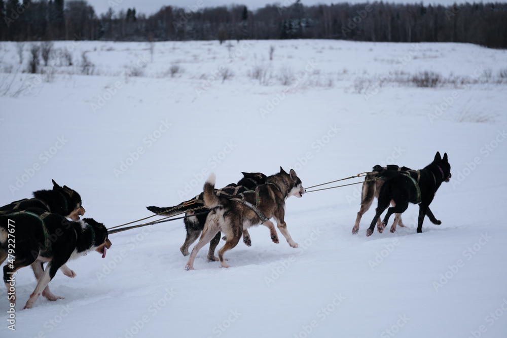 Northern breed of sled dogs, strong and hardy. Team is ready to win ...