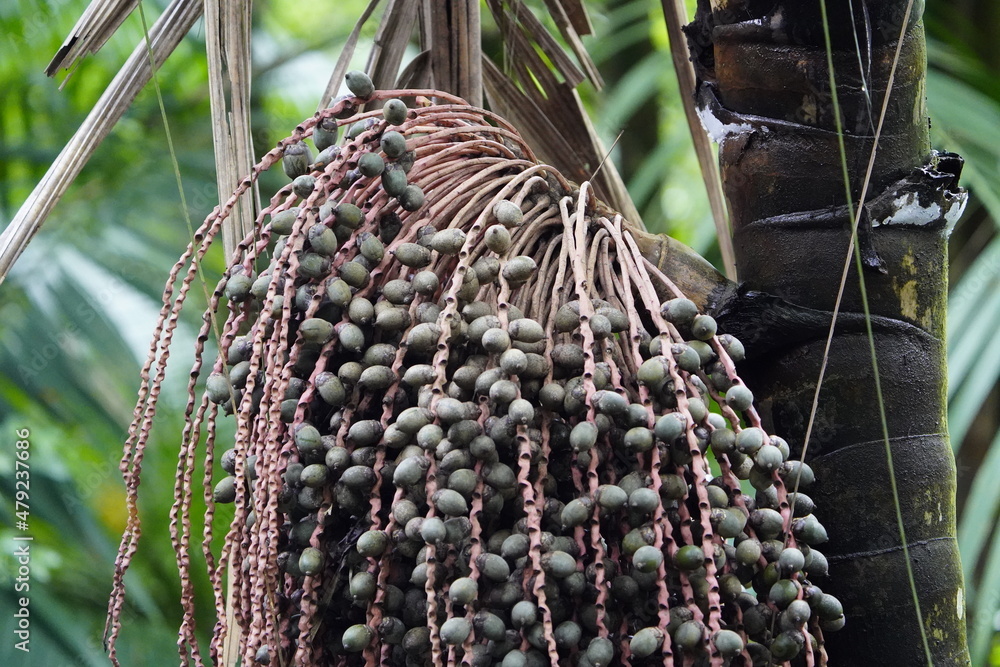 Foto de Oenocarpus bacaba fruits, Arecaceae family. Amazon rainforest ...
