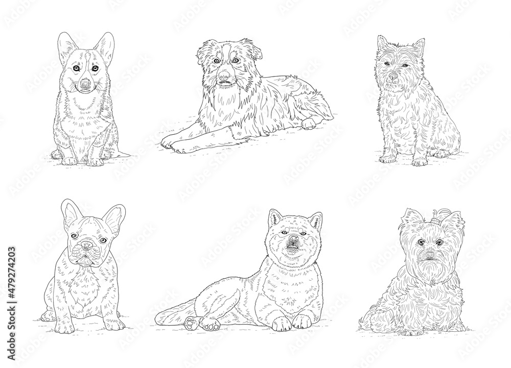 Realistic line art set dogs on white background for coloring Stock ...
