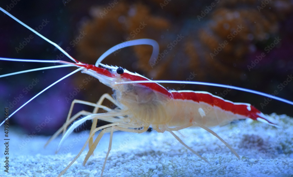 cleaner shrimp Stock 写真 | Adobe Stock
