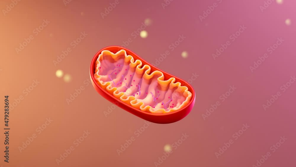 Cross-section view of Mitochondria. Mitochondrion animation. Inside ...