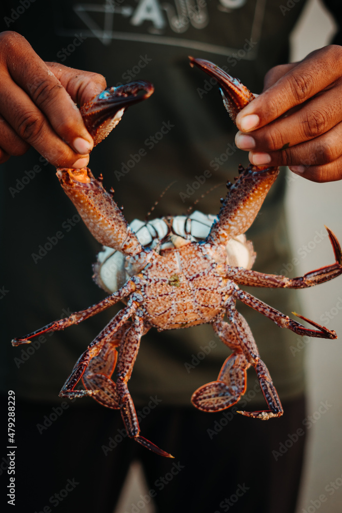 Close up shot of hand holding sea crab by its claw for purpose of study ...