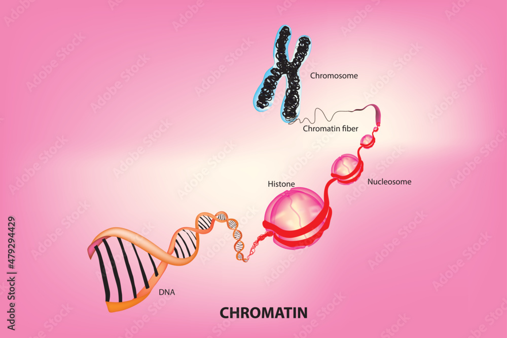 Biological illustration of chromatin complex, chromatin body, complex ...