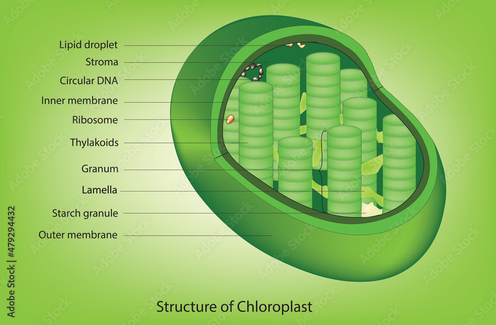 Botanical Anatomy of chloroplast (3D structure of a chloroplast) Stock ...