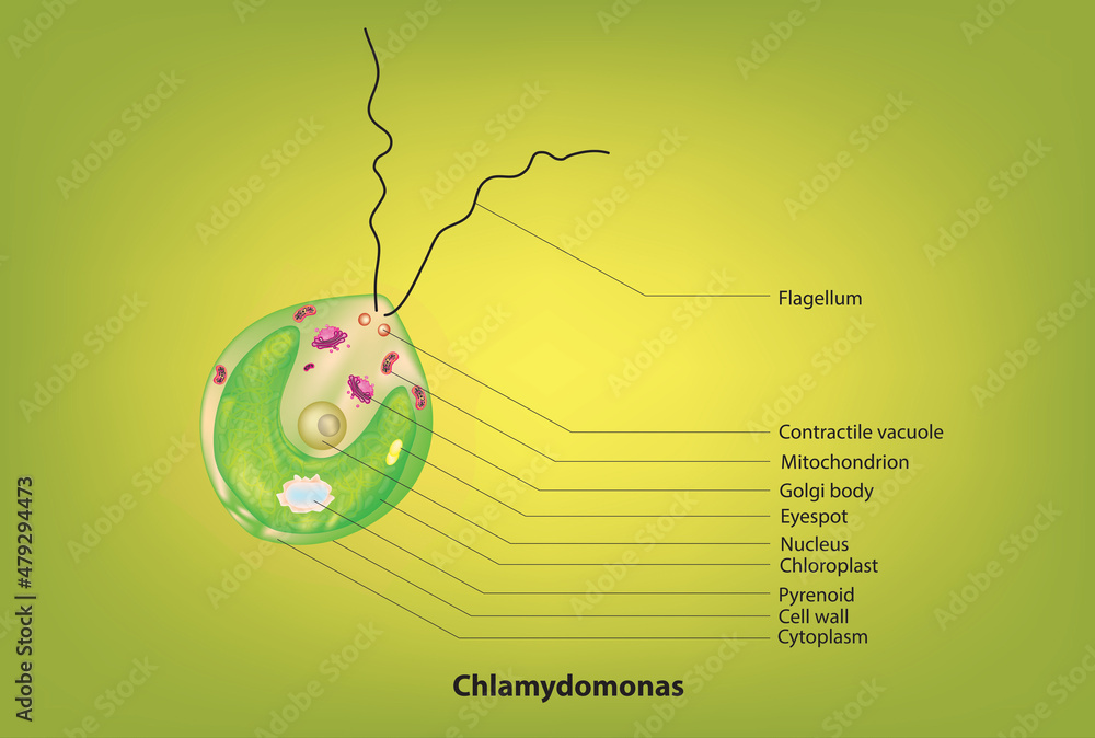 Biological Anatomy of Chlamydomonas (Chlamydomonas structure) Stock ...
