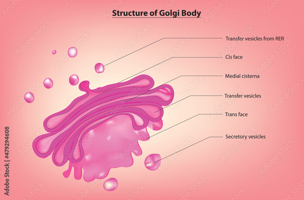 Golgi body (Biological illustration of golgi body in plant and animal ...