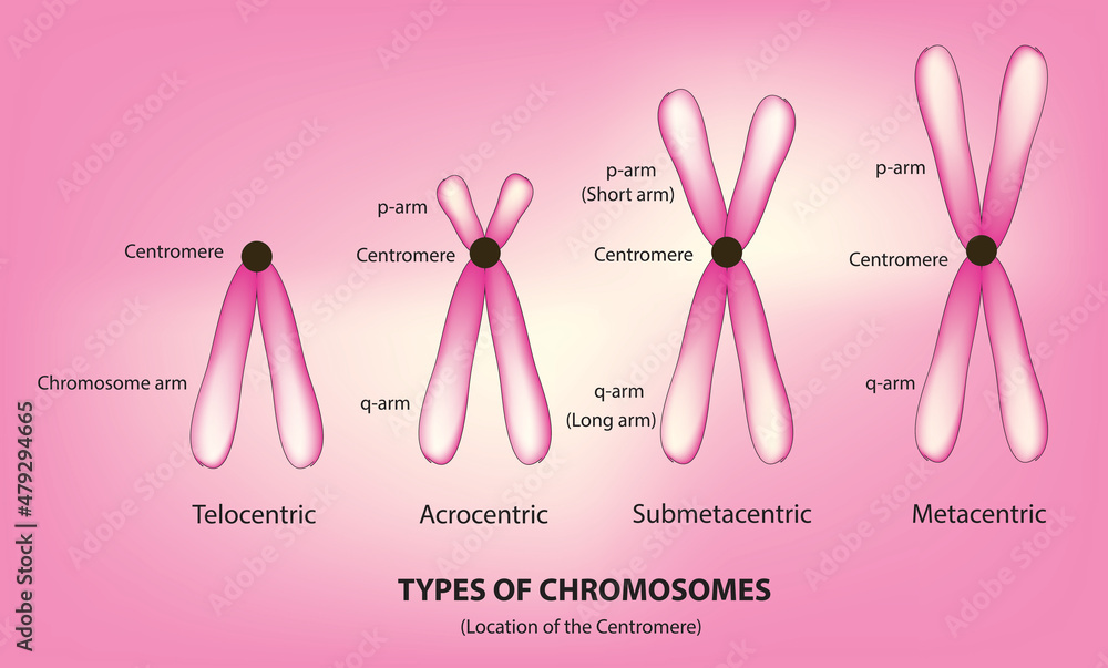 Classification of chromosomes (Location of the Centromere) Stock Vector ... Classification of chromosomes (Location of the Centromere) Stock Vector ...
