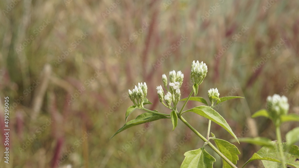 Beautiful flower buds of Chromolaena odorata also known as Christmas ...