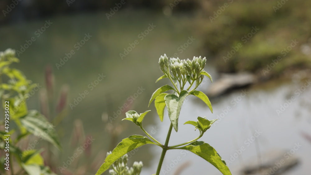 Beautiful flower buds of Chromolaena odorata also known as Christmas ...