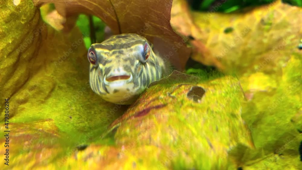 Pufferfish slowly swims between plants leaves. Puffer fish with black ...
