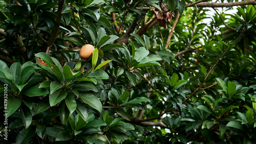 sapodilla fruit growing in the backyard Stock Photo | Adobe Stock
