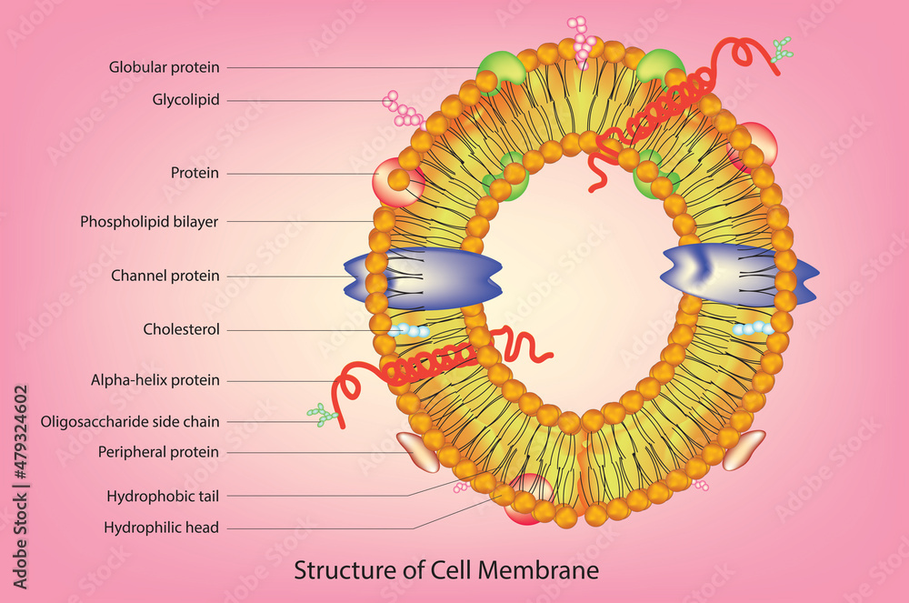 Fluid mosaic model of cell plasma membrane in biology (Singer Nicolson ...