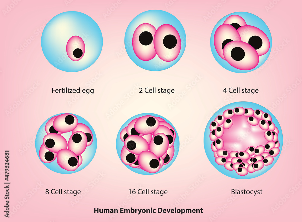 Vecteur Stock Main stages of Human embryonic development (fertilization, cleavage, blastula ...