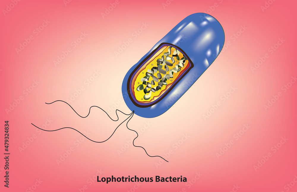 Biological illustration of Lophotrichous Bacteria with multiple ...