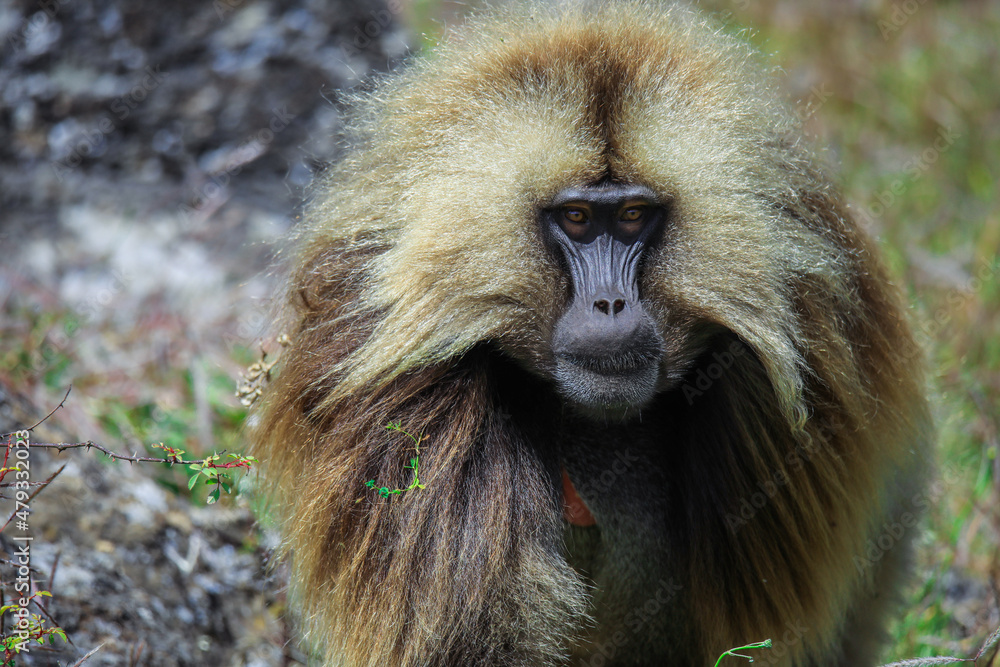 Close up portraits of Endemic Gelada Baboons, also called bleeding ...