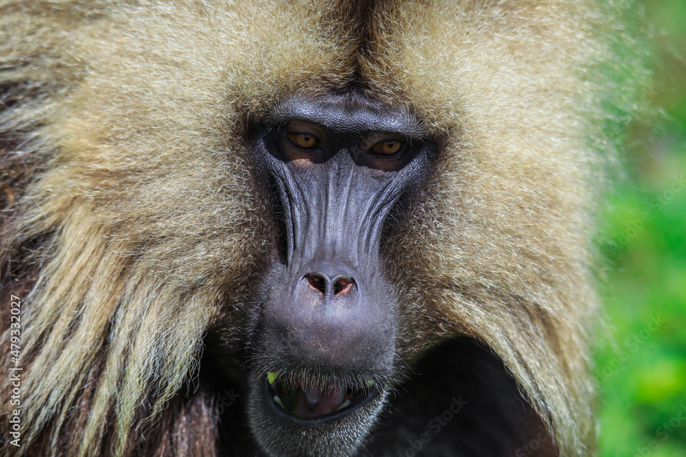Close up portraits of Endemic Gelada Baboons, also called bleeding ...