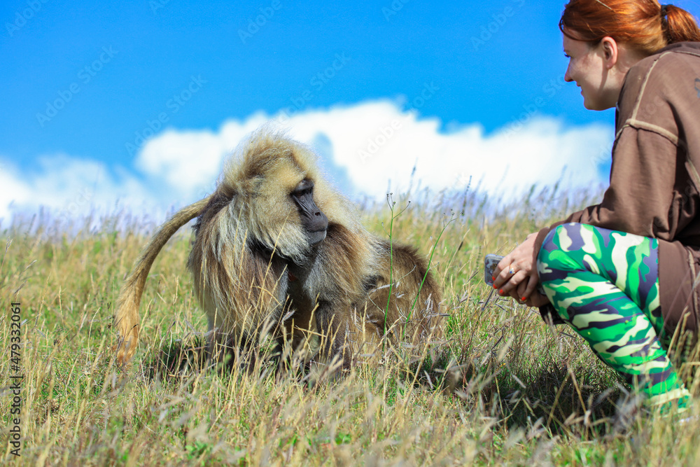 Foto de Endemic Gelada Baboons, also called bleeding-heart monkey ...
