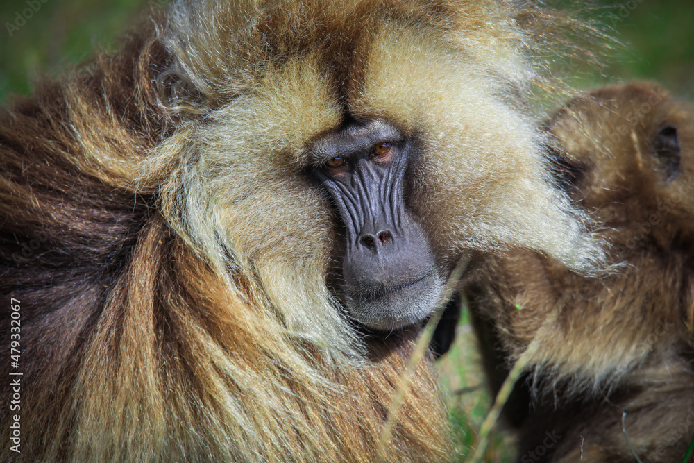 Close up portraits of Endemic Gelada Baboons, also called bleeding ...