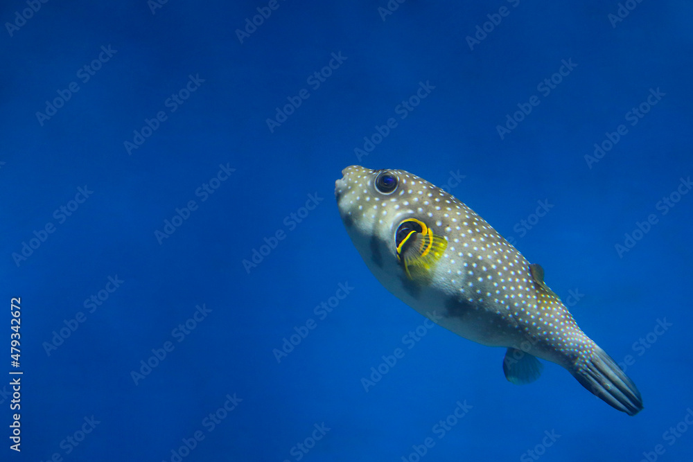 spotted puffer fish in an aquarium underwater Stock Photo | Adobe Stock