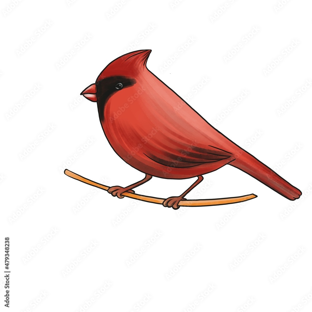 drawing red bird, cardinal isolated at white background, hand drawn ...