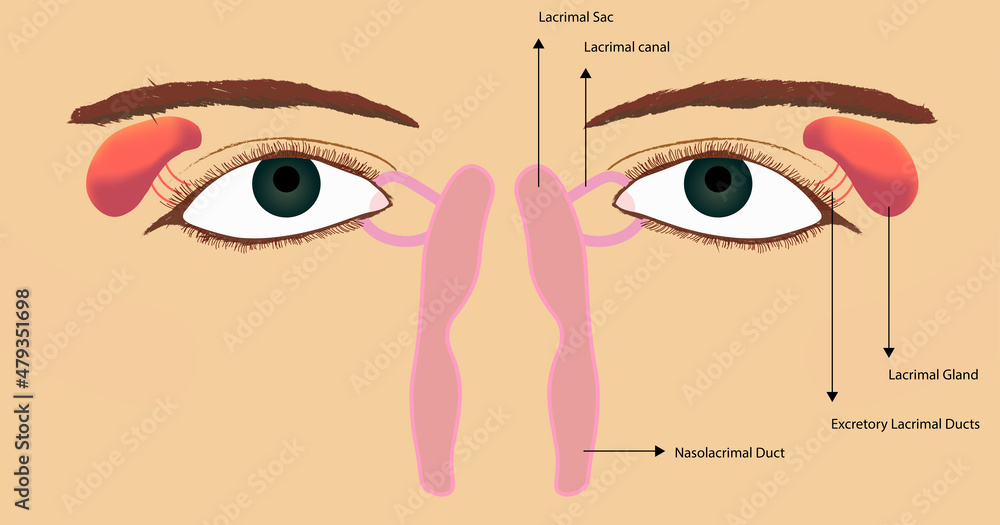 Lacrimal duct anatomy description. Green eyes illustration of lacrimal ...