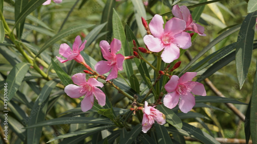 Bunch of rose or pink flowers of Nerium oleander also known as Oleander ...