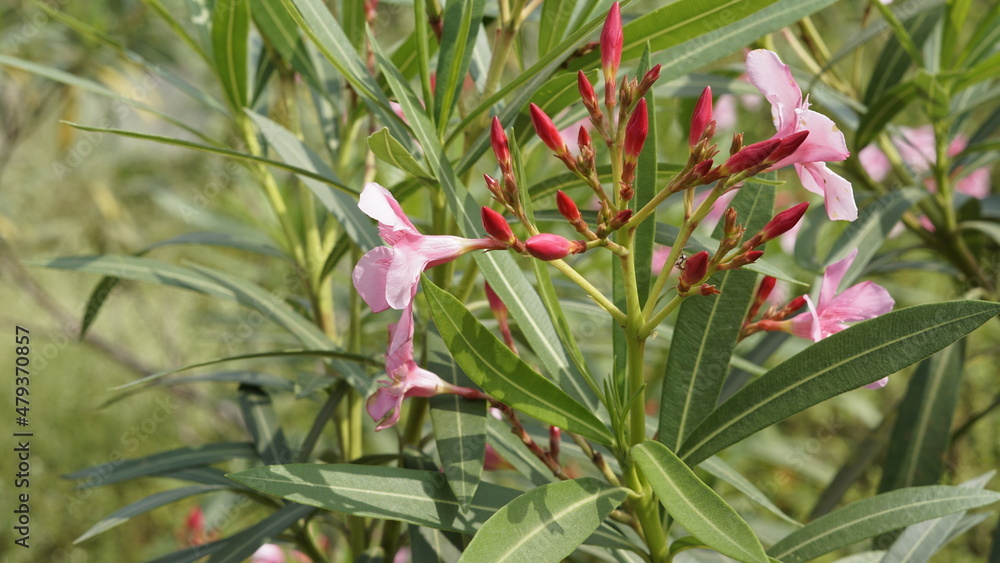 Bunch of rose or pink flowers of Nerium oleander also known as Oleander ...