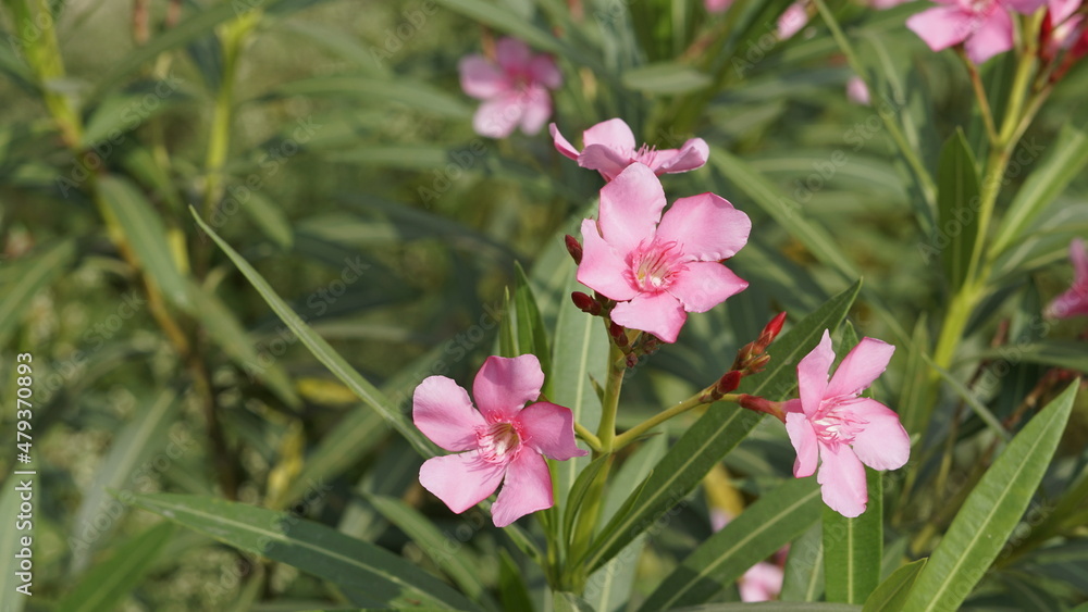 Bunch of rose or pink flowers of Nerium oleander also known as Oleander ...