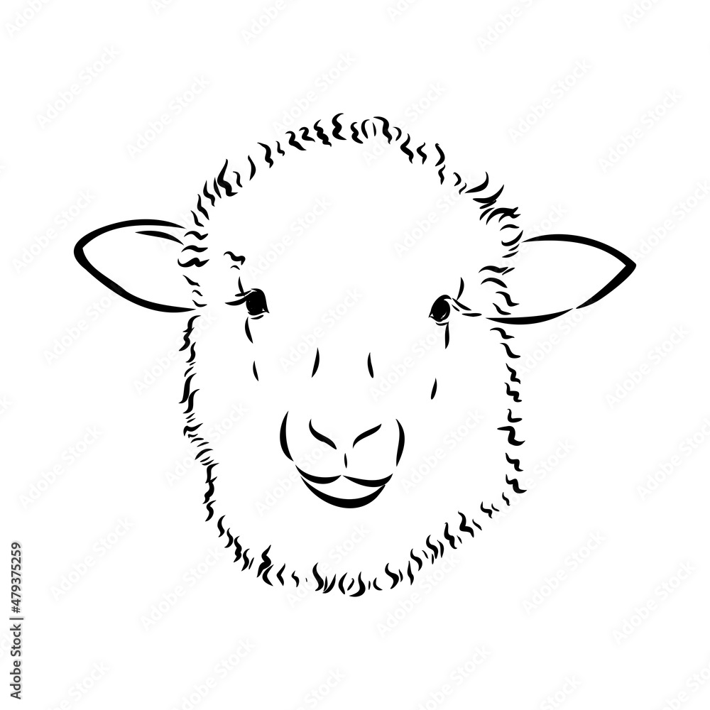 Sheep sketch style. Hand drawn illustration of beautiful black and ...