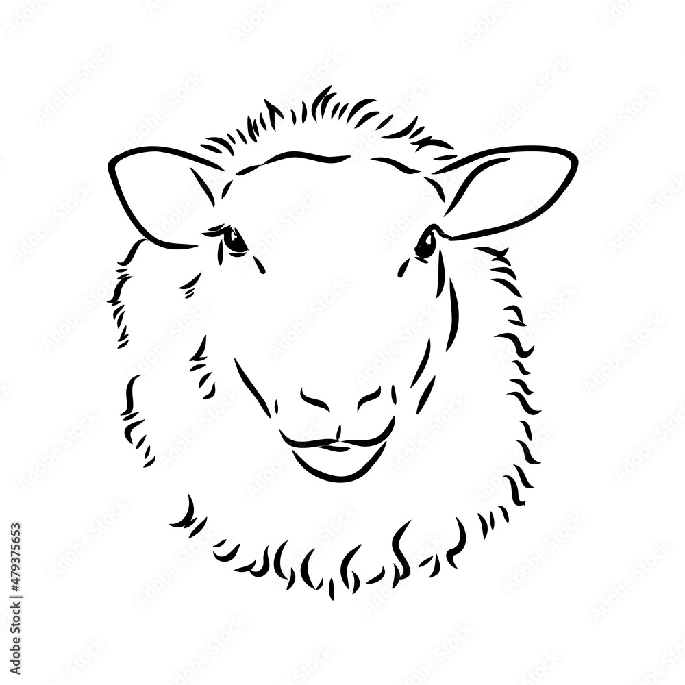 Sheep sketch style. Hand drawn illustration of beautiful black and ...